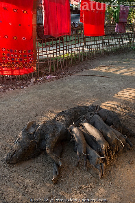 Stock photo of Sow with suckling piglets. Mising Tribe, Majuli Island ...