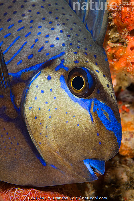 Stock photo of Bignose unicornfish (Naso vlamingii) Komodo National ...
