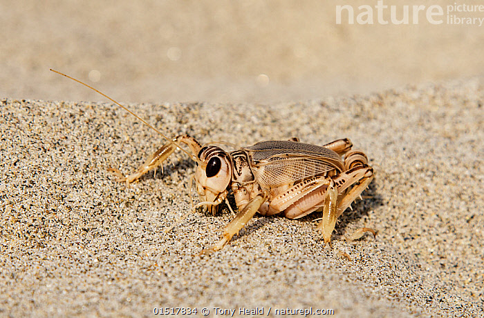 Stock photo of Dune cricket (Schizodactylus) on sandy bank, Brahmaputra ...