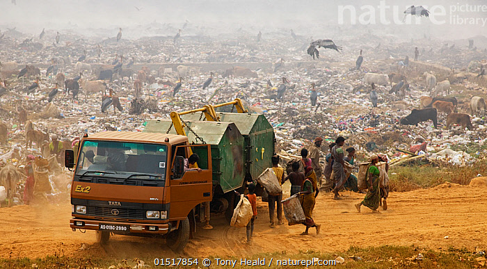 Stock photo of Rag pickers on a landfill site with Greater adjutant ...