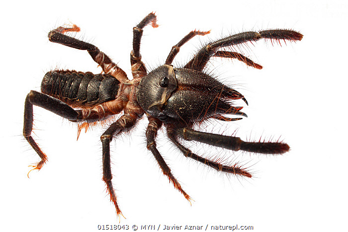 Stock photo of Sunspider / Solifuge (Rhagodeca impavida) Oman ...