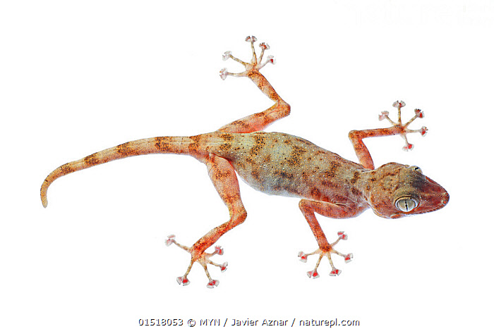 Stock photo of Common fan-footed gecko (Ptyodactylus hasselquistii ...