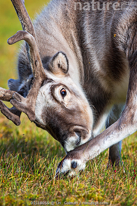 Stock photo of Svalbard reindeer (Rangifer tarandus platyrhynchus ...
