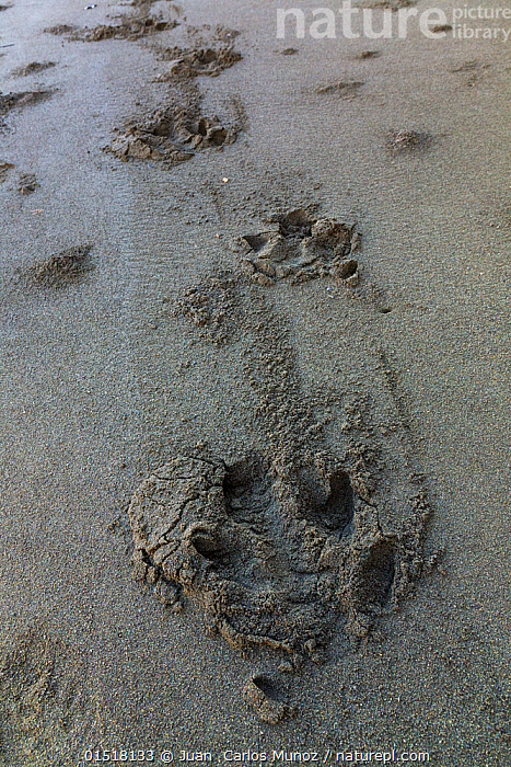 Stock photo of Baird's tapir (Tapirus bairdii) footprint, Estacion ...