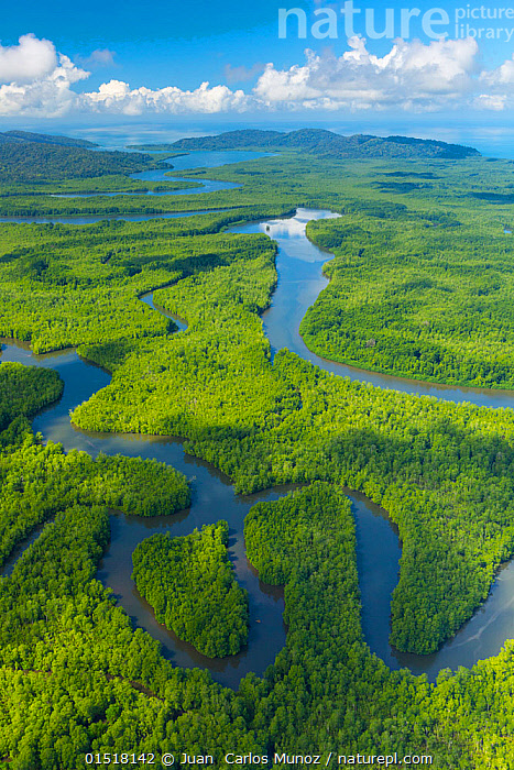 Stock photo of Aerial view of Delta Sierpe River Terraba, Corcovado ...