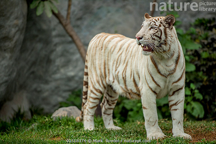 Stock photo of White Tiger (Panthera tigris) captive in Zoo, mutation ...
