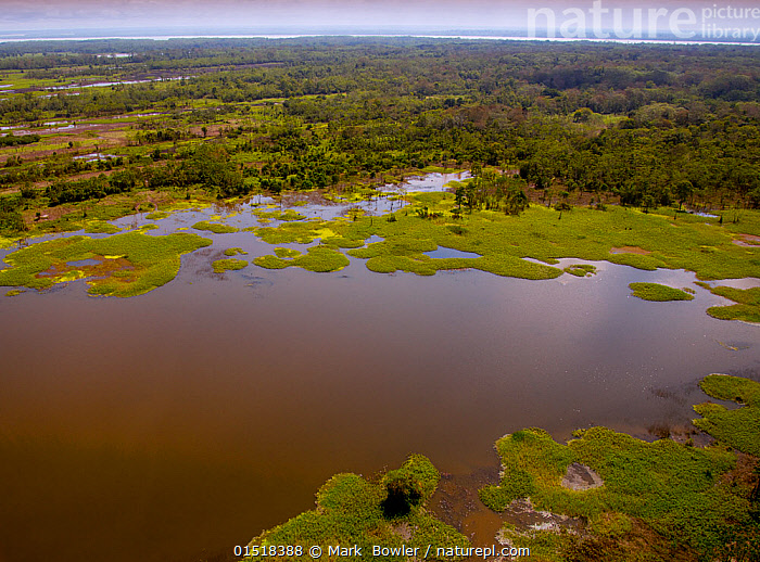 Stock photo of Aerial view of the Amazon River flood plain, near ...