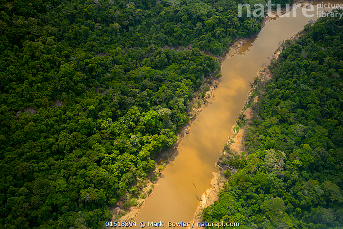 Stock photo of Aerial view of Amazon Rainforest, and the Yavari Miri ...