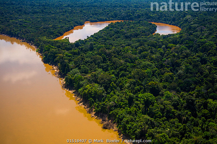 Stock photo of Aerial view of Amazon Rainforest and the Yavari River ...