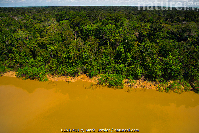 Stock photo of Aerial view of Amazon Rainforest and the Yavari River ...