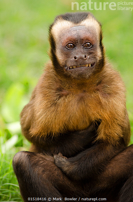 Stock photo of Large headed capuchin (Sapajus macrocephalus) displaying ...