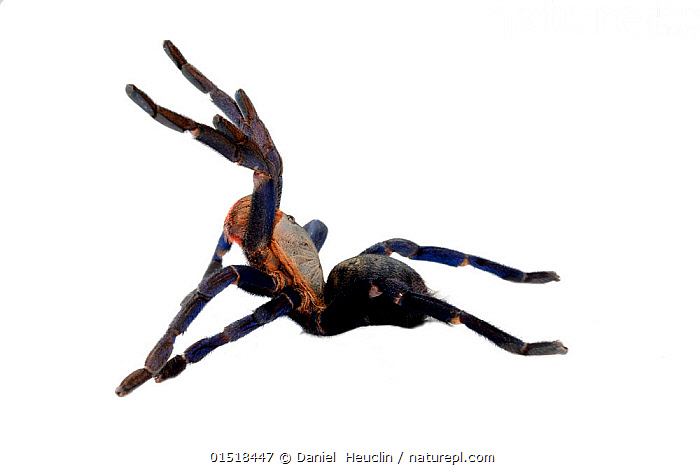 Stock photo of Columbian red-leg tarentula (Megaphobema robusta) in ...
