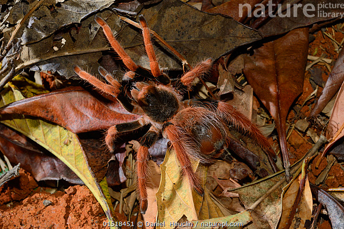 Stock photo of Columbian red-leg tarentula (Megaphobema robusta ...