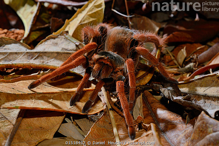 Stock photo of Columbian red-leg tarentula (Megaphobema robusta ...