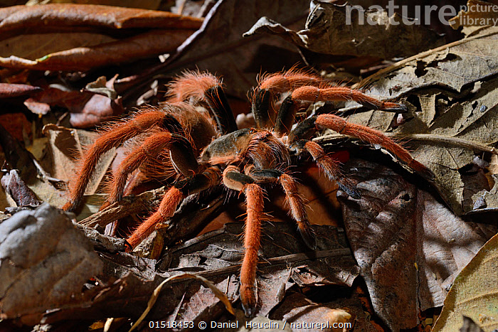 Stock photo of Columbian red-leg tarentula (Megaphobema robusta ...