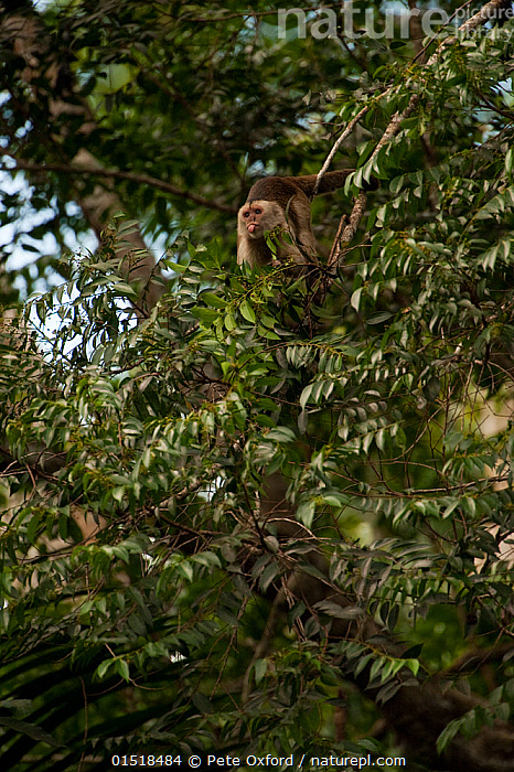 Stock photo of Wedge-capped / Weeping capuchin (Cebus olivaceus) in ...