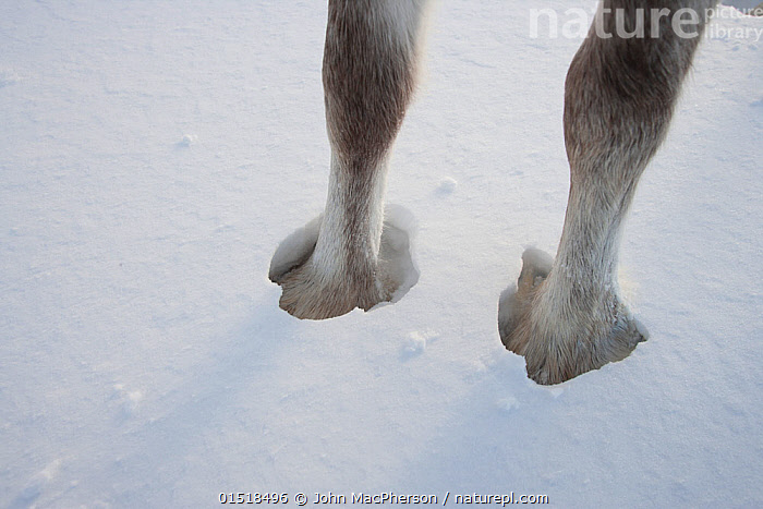 Stock photo of Reindeer (Rangifer tarandus) with feet sunk into snow ...