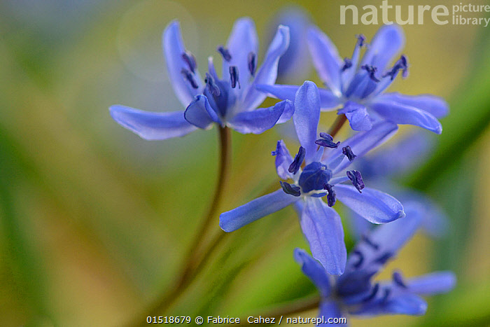 Stock photo of Alpine squill (Scilla bifolia) flowers, Vosges, France ...