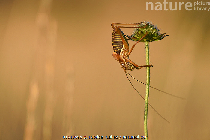 Stock photo of Bush cricket (Ephippiger ephipigger) on plant stem ...