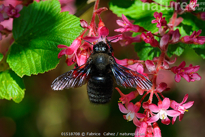 Stock photo of Violet carpenter bee (Xylocopa violacea) feeding, Vosges ...