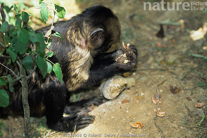 Stock photo of Buff headed capuchin (Sapajus xanthosternos) using stone ...