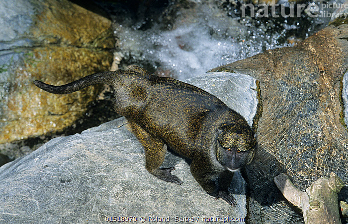 Stock photo of Allen's swamp monkey (Allenopithecus nigroviridis) on ...