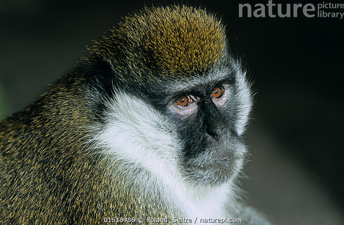 Stock photo of Bale Mountains vervet monkey (Chlorocebus djamdjamensis ...
