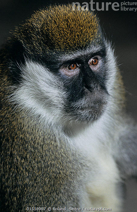 Stock photo of Bale Mountains vervet monkey (Chlorocebus djamdjamensis ...