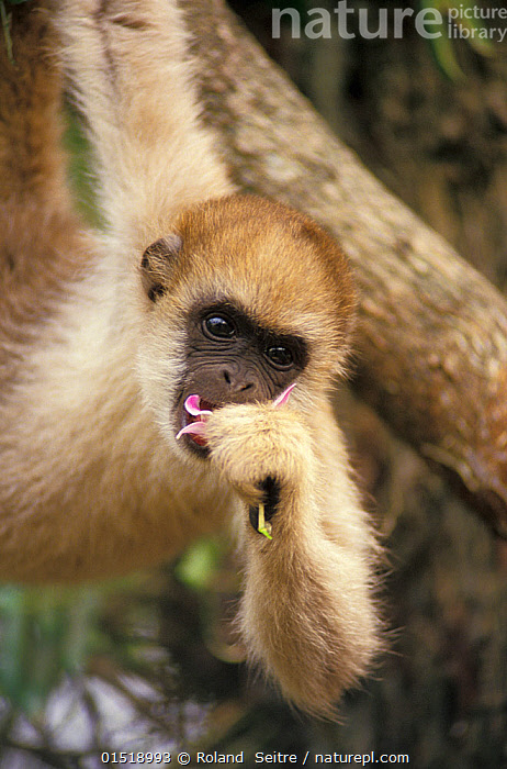 Stock photo of Woolly spider monkey / Southern muriqui (Brachyteles ...