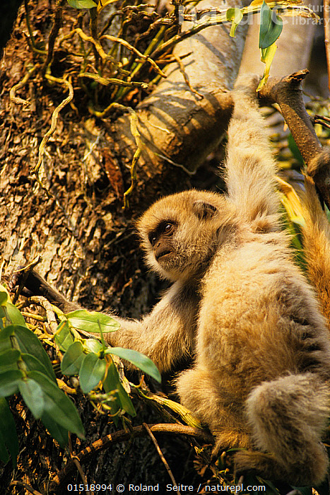 Stock photo of Woolly spider monkey / Southern muriqui (Brachyteles ...
