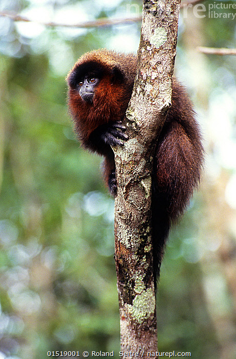 Stock photo of Stephen Nash's titi monkey (Callicebus stephennashi ...