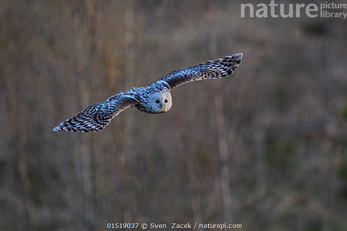 Stock photo of Female Ural owl (Strix uralensis) flying over a clear ...