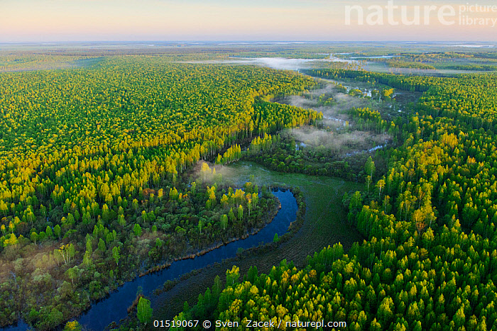 Stock photo of Aerial view of Aiu river, Alam-Pedja Nature Reserve at ...