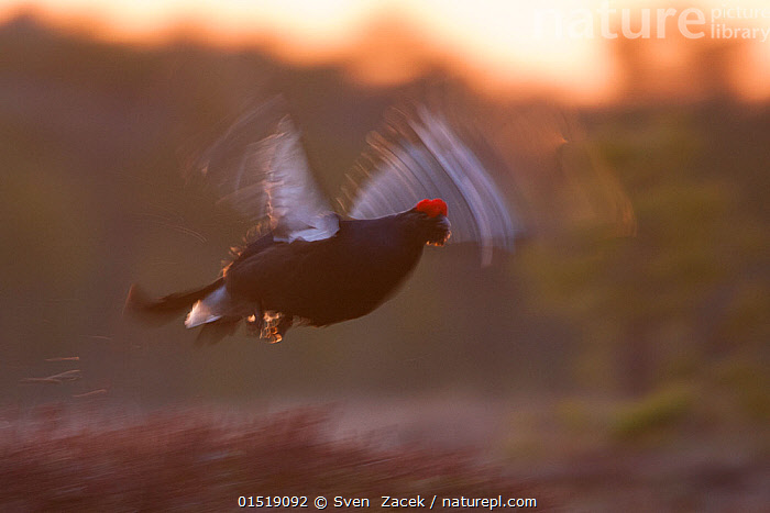 Stock photo of Black grouse (Tetrao tetrix) flying over its lekking ...
