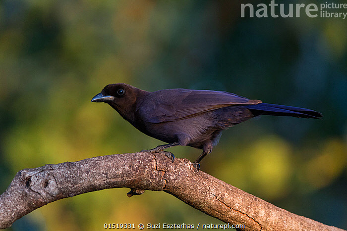 Stock photo of Purplish jay (Cyanocorax cyanomelas) Pantanal, Brazil ...