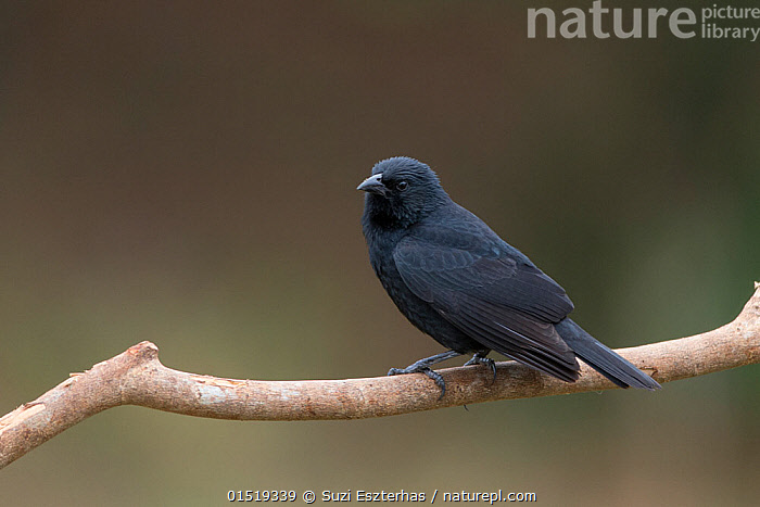 Stock photo of Chopi blackbird (Gnorimopsar chopi) Pantanal, Brazil ...