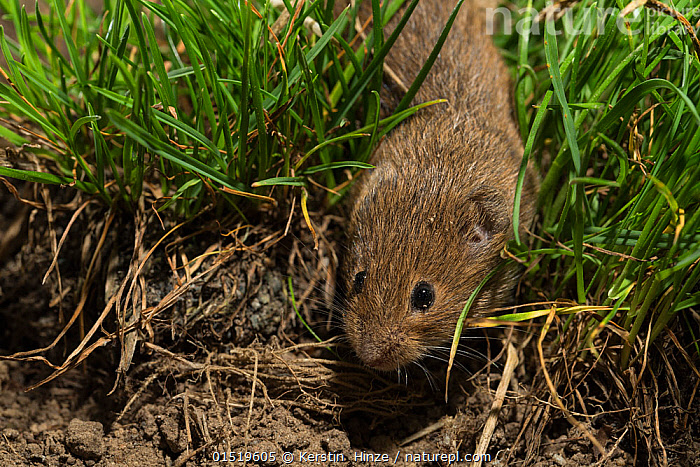 Common Vole Microtus Arvalis