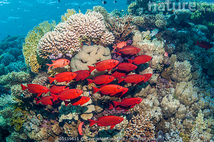 Stock photo of Big-eye fish (Priacanthus hamrur). Egypt, Red Sea ...