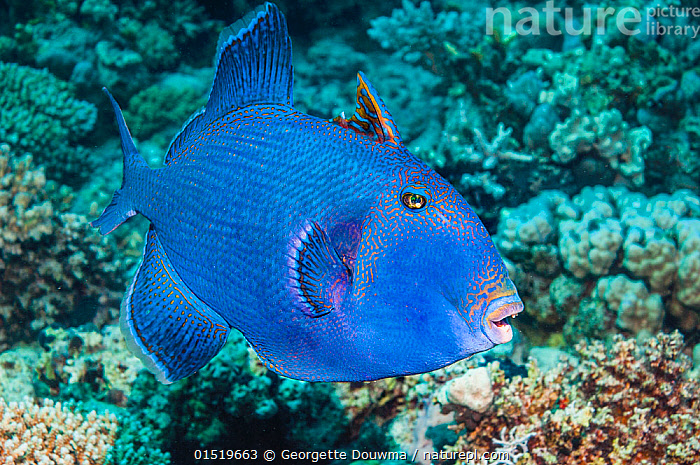 Stock photo of Blue triggerfish (Pseudobalistes fuscus). Egypt, Red Sea ...