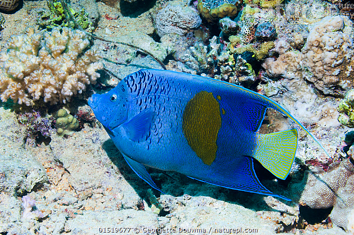 Stock photo of Yellowbar angelfish (Pomacanthus maculosus) swimming ...