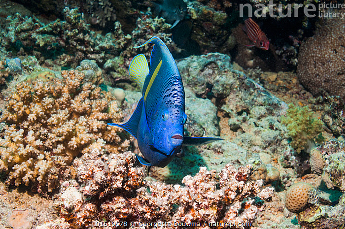 Stock photo of Yellowbar angelfish (Pomacanthus maculosus) swimming ...