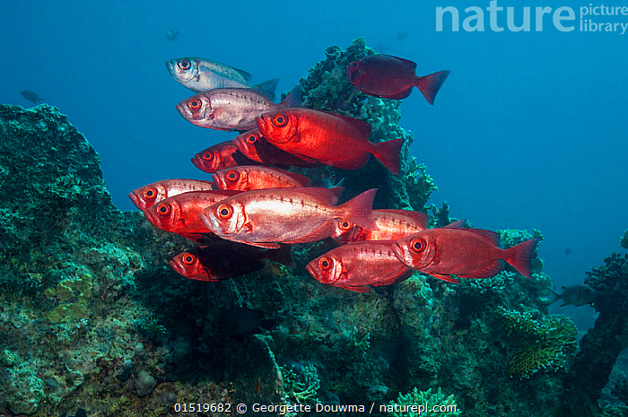Stock photo of Big-eye fish (Priacanthus hamrur). Egypt, Red Sea ...