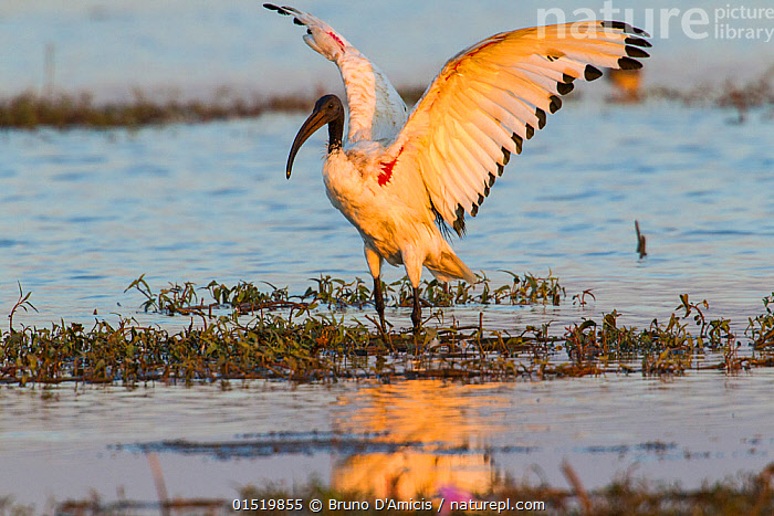 Stock photo of African sacred ibis (Threskiornis aethiopicus ...