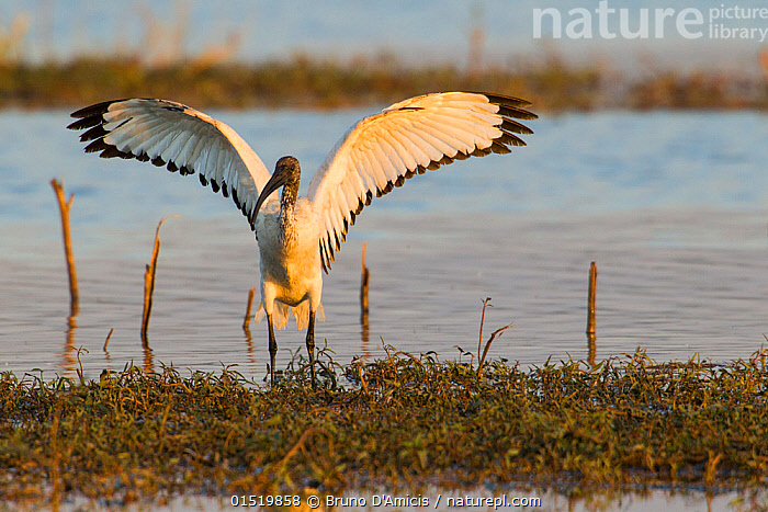 Stock photo of African Sacred Ibis (Threskiornis aethiopicus) flapping ...