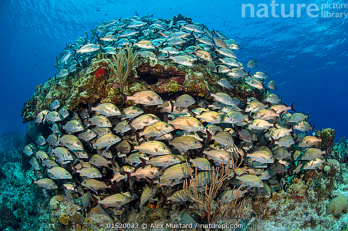 Stock photo of Large shoal of Caesar grunts (Haemulon carbonarium ...