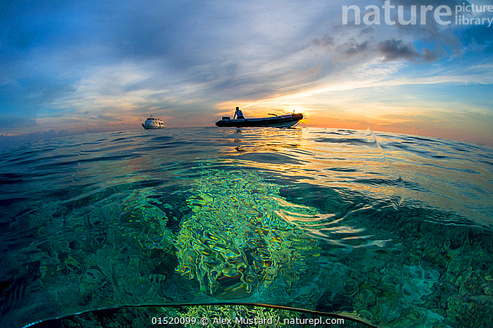 Stock photo of Dive boat, MY Atlantis Azores, and tender over a coral ...