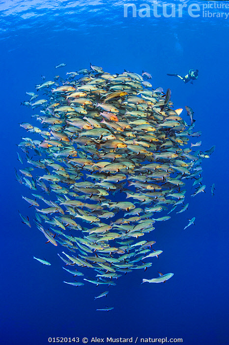 Stock photo of Bohar snapper (Lutjanus bohar) school with diver, Ras ...