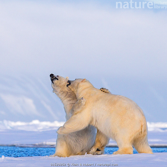 Stock photo of Polar bear (Ursus maritimus) play fighting on ice male ...