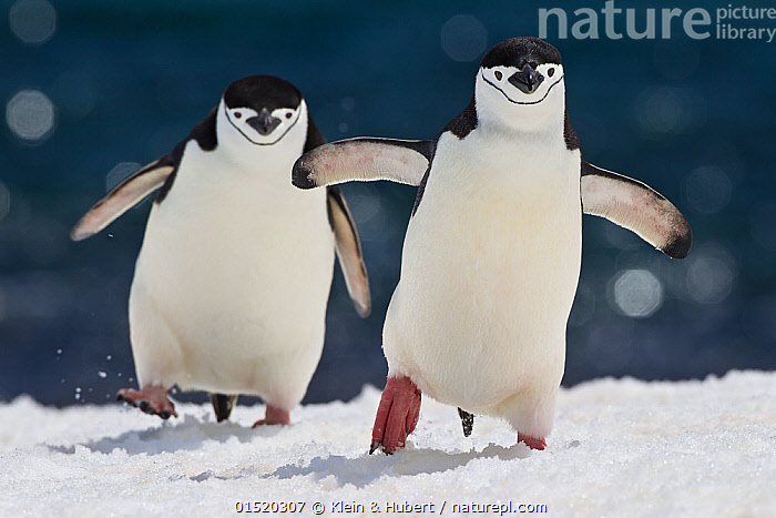 Two Penguins Hugging
