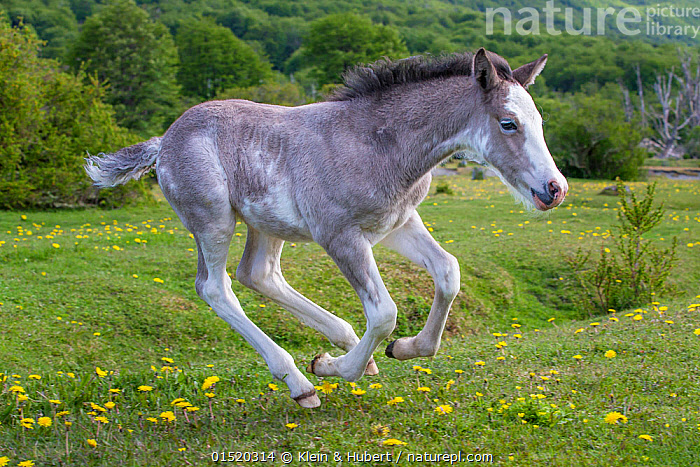 Stock photo of Semi-wild sabino Criollo foal galloping in meadow with ...
